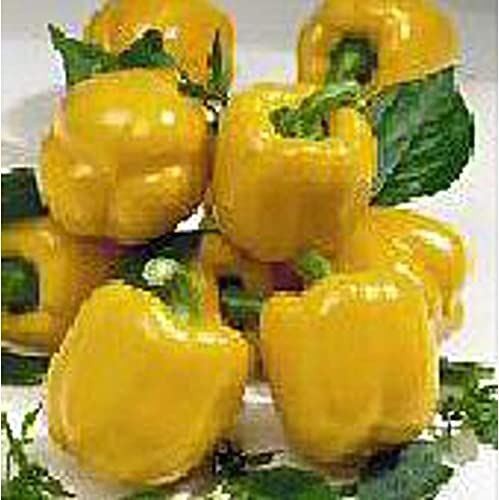 Goliath Goldrush Sweet Peppers Seeds (((25 Seed Packet))) (More ...