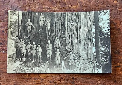 RPPC Crescent City CA Boy Scouts Climbing 31 ft Dia Tree B & W Photo ...