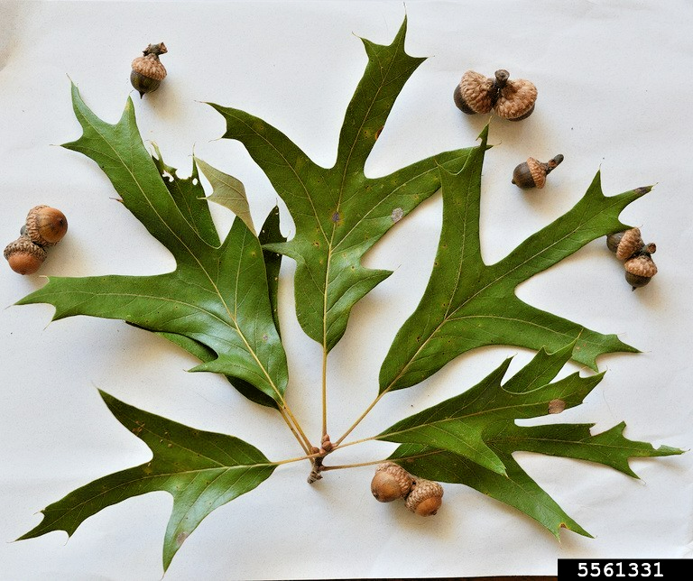 12 SPANISH OAK ACORNS - Quercus falcata | eBay UK