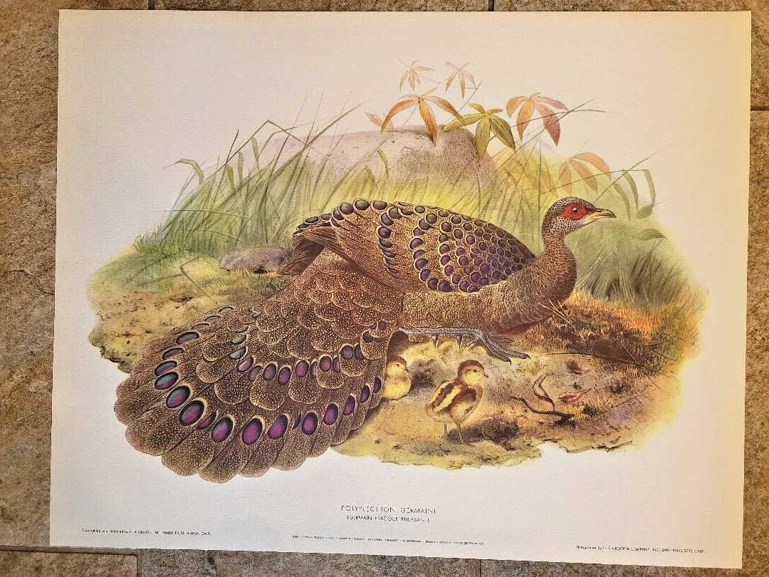 German Bird Painting Signed German Oil Painting Farm Landscape Poultry