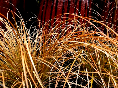 ORANGE SEDGE GRASS 100 SEEDS, CAREX TESTACEA, HARDY PERENNIAL ...