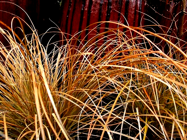 ORANGE SEDGE GRASS 100 SEEDS, CAREX TESTACEA, HARDY PERENNIAL ...