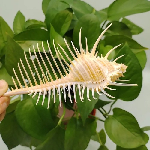 Large Venus Comb Murex Natural Conch Seashell Rare Real Aquarium 3"- 4 ...
