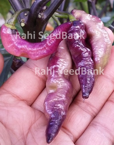 Pink Tiger Chilli - A Hot Cross Chilli Between Bhut Jolokia X Pimenta ...