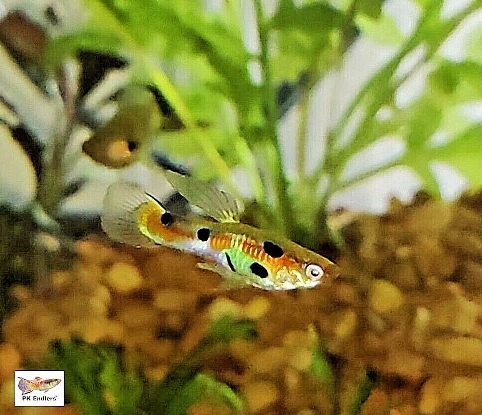 PK Endlers PURE CAMPOMA ROMANI ENDLERS - CHOOSE OPTIONS | eBay