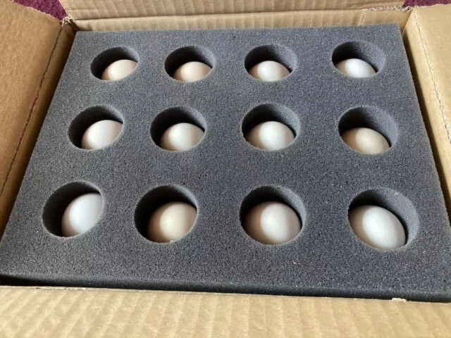 10 Tracy Pyle / Bates Spangled Hatch Poultry Chicken Gamefowl Hatching ...