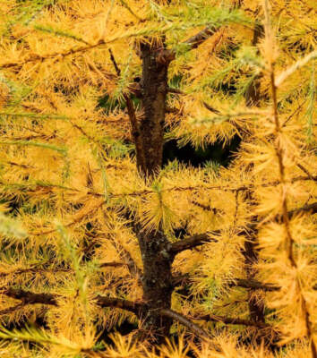 Larix laricina - Tamarack | American Larch | Eastern Larch | Black Larch | Red L | eBay