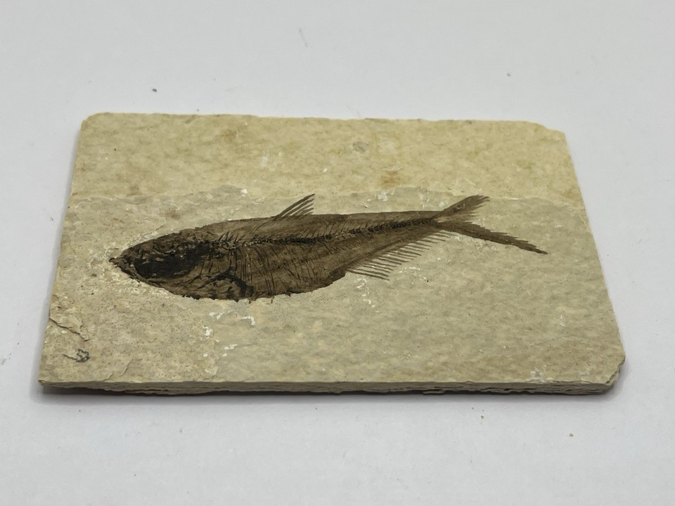 Diplomystus Fossil Fish From Wyoming USA Age-Eocene | eBay UK