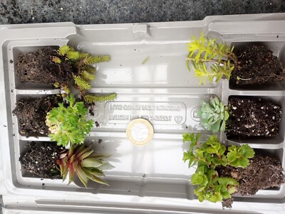 6 x alpine plug plants | eBay