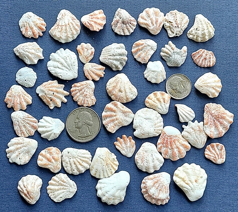 Unique cat paw seashells lot from Florida beaches #1 | eBay