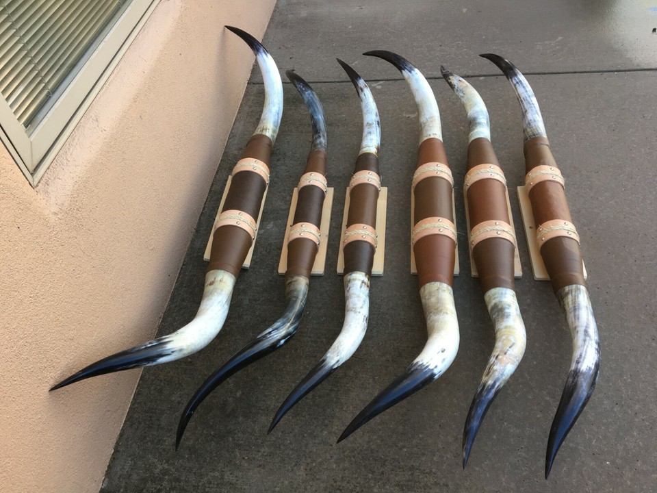 MOUNTED STEER HORNS 6 feet to 6 feet 4" LONGHORN POLISHED MOUNT BULL ...