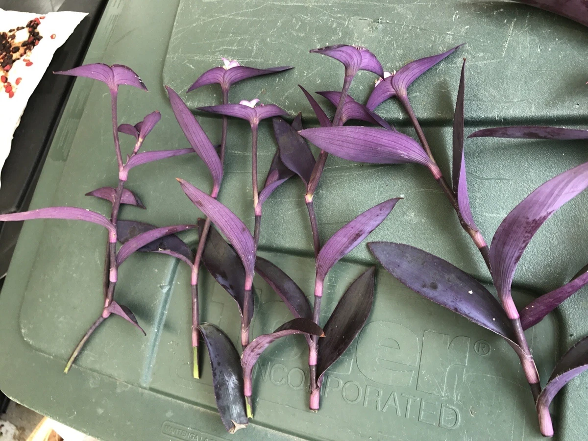 A Wandering Jew Purple Queen