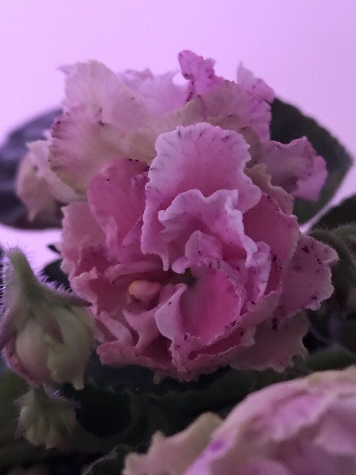African violet Plant “Le Isadora” (Standard) | eBay