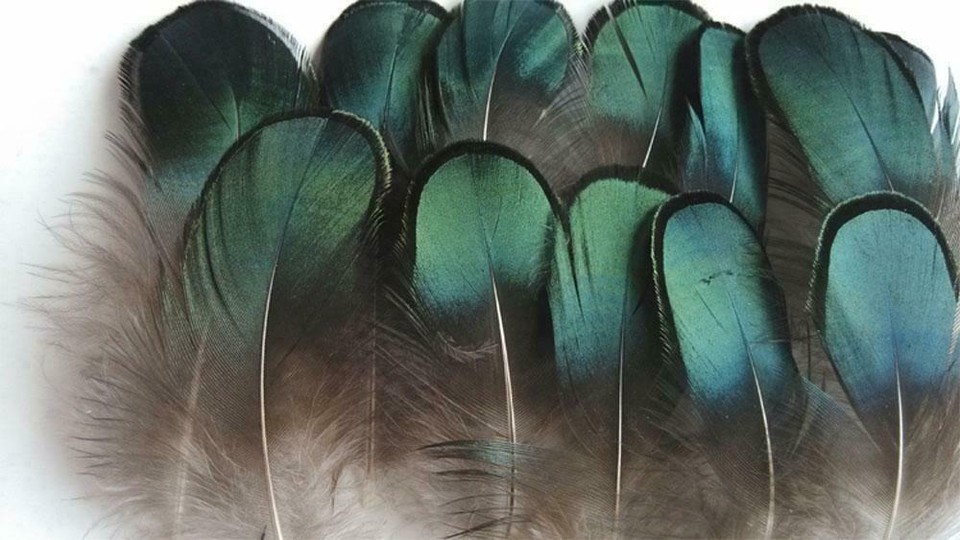 100pcs/lot Natural Kam chicken Feather DIY Jewelry decoration | eBay