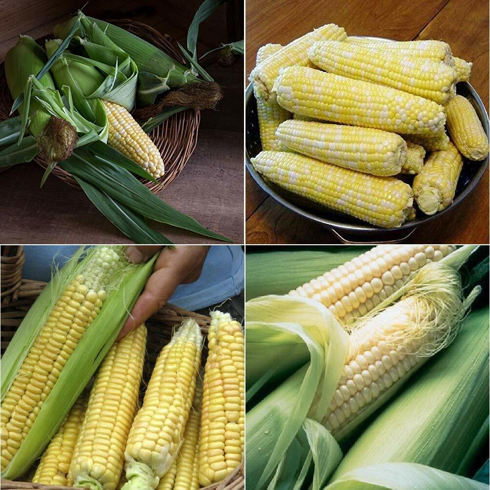 Sweet Corn 'Heirloom Mix’ 200+ Seeds DELICIOUS NON-GMO flavorful YUM ...