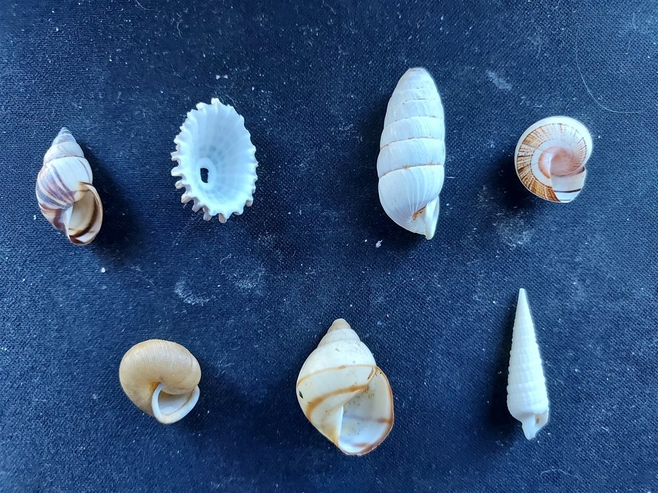 #14 Lot of 7 attractive small size approx. 15-30mm land & sea snail ...