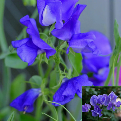 Sweet pea elegance mid blue 10 Seeds FLOWERS Beautiful GARDEN | eBay ...