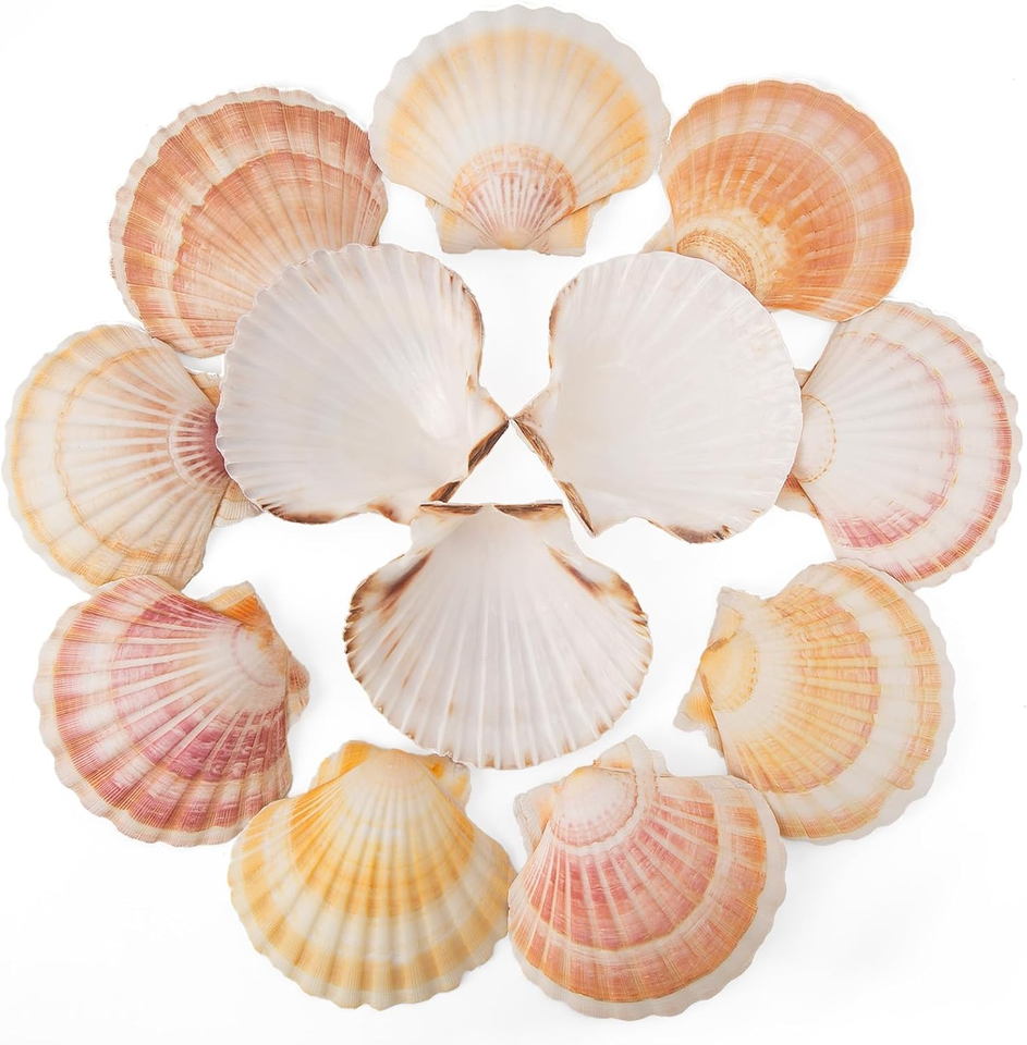 6PCS Scallop Shells 4‘’-4.5" Natural Sea Shells Yellow & Pink Hawaiian ...