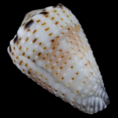 CONUS MUSICUS (Zamboanga, Philippines) 14.6mm #47213 | eBay