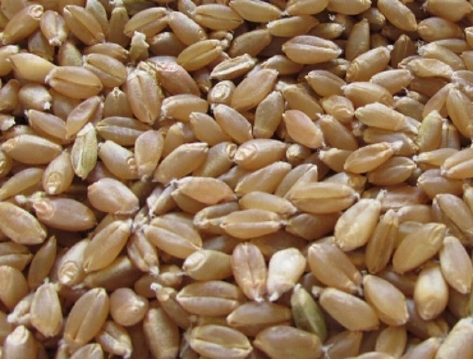50+ Hard Red Winter Wheat Seeds | eBay