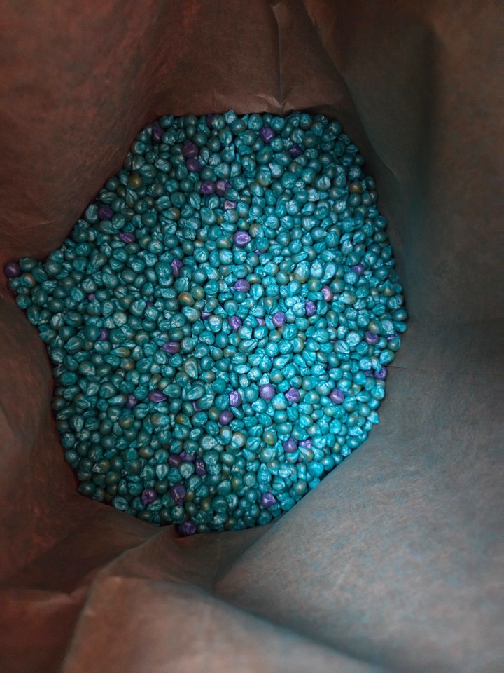 Roundup Ready Seed Corn - Food Plot - 10lbs - Dekalb 102 Day - Free ...