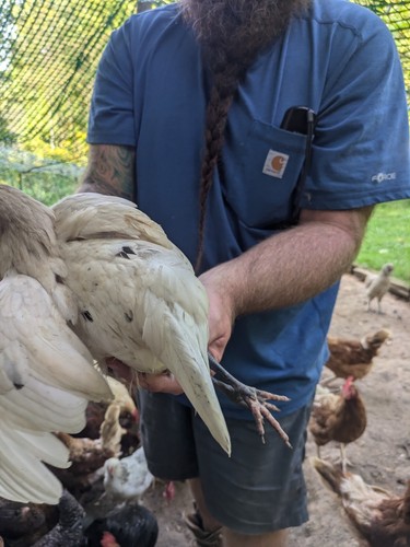 1 + Fibro Zombie Hen x BarnYard Mix Rooster Zombie Chicken Hatching ...