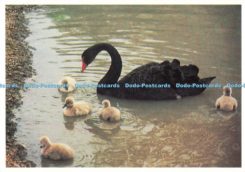 D137086 WF17 Black Swan with Cygnets Alan Whittaker | eBay