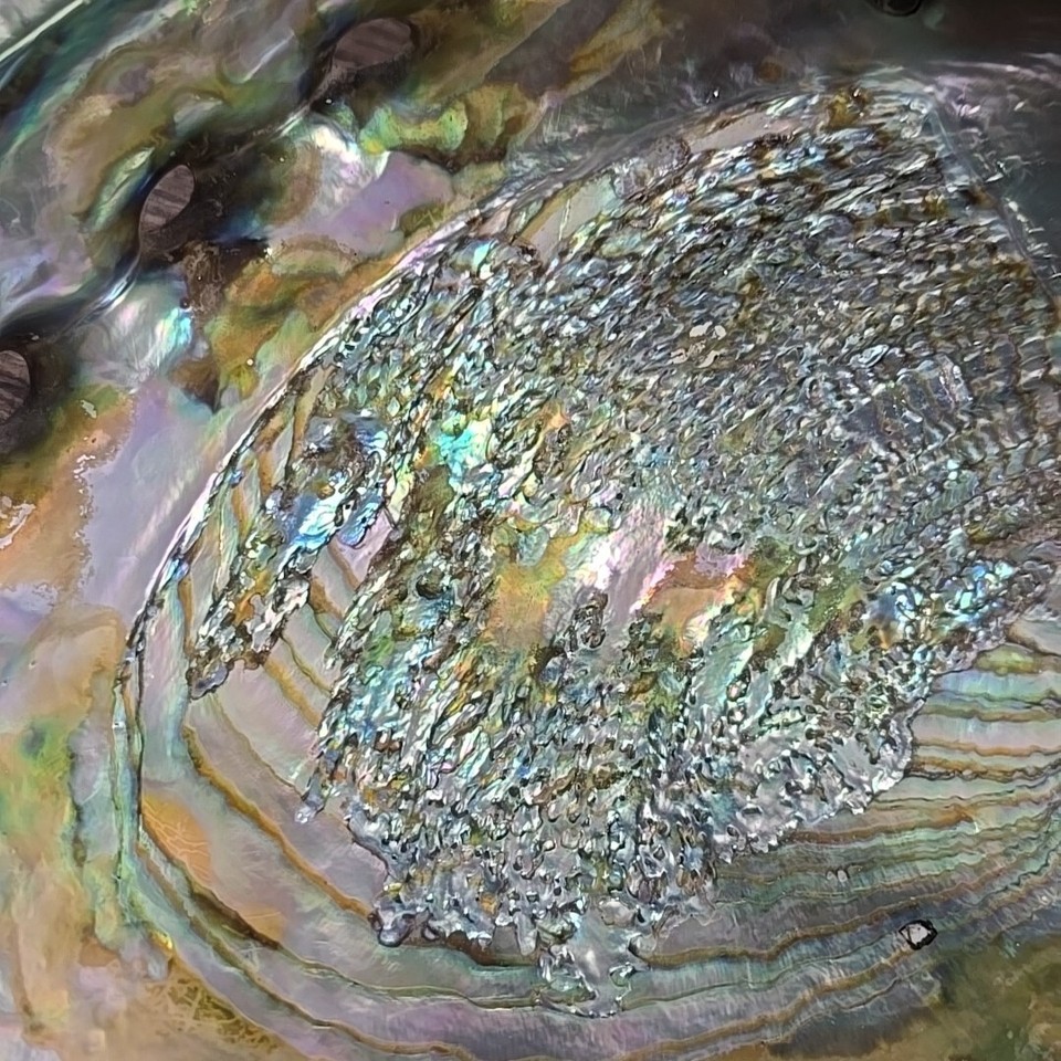 Rare Huge Vintage Iridescent Abalone Shell 9" X 7 3/4" X 3 1/4" | eBay