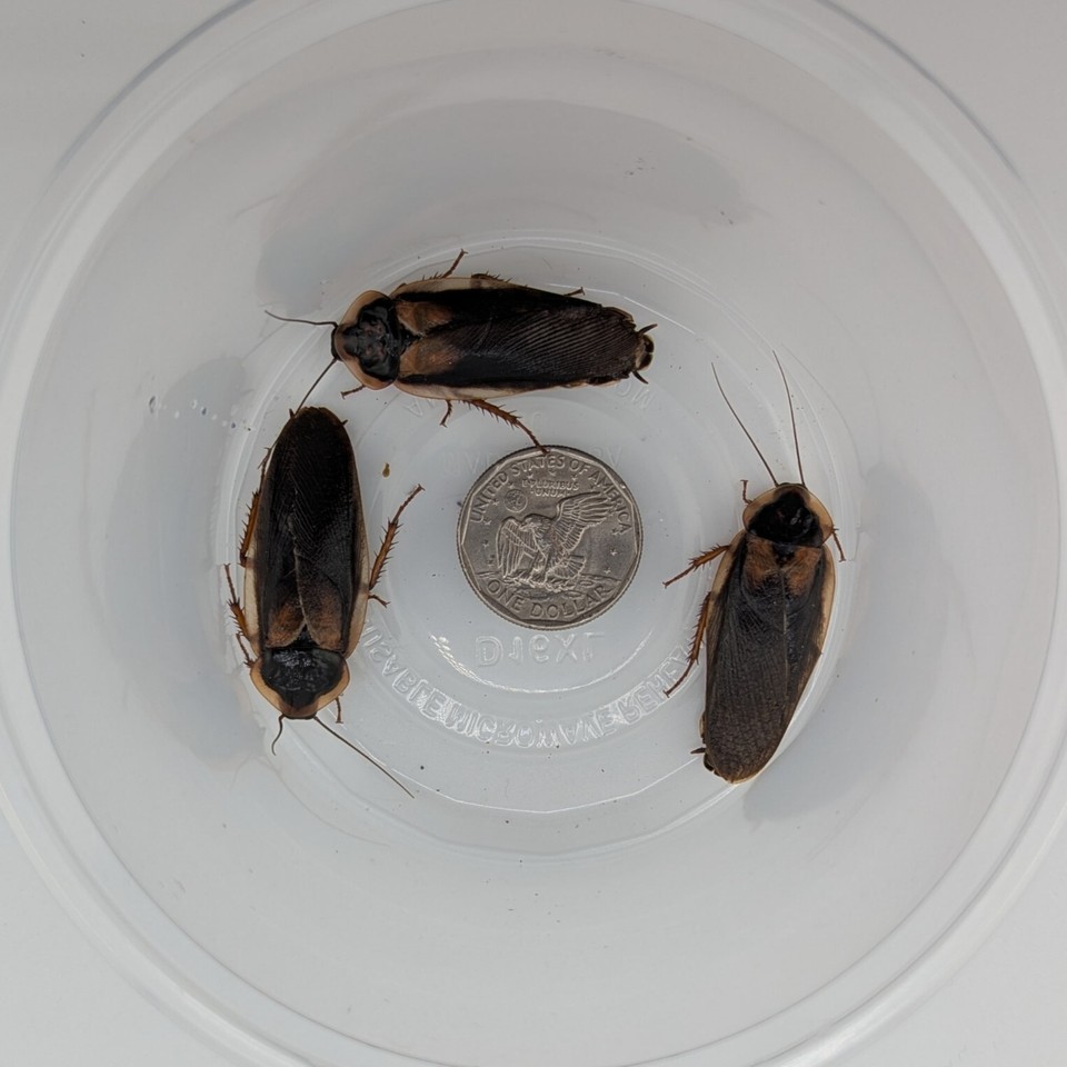 Dubia Roaches, Live Feeders, S/M/L/XL, 10/15/25/50 Count | eBay