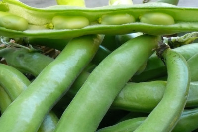 Green Puff Bean Vicia faba Green Fava Bean - 5+ Seeds-Seed Seeds | eBay