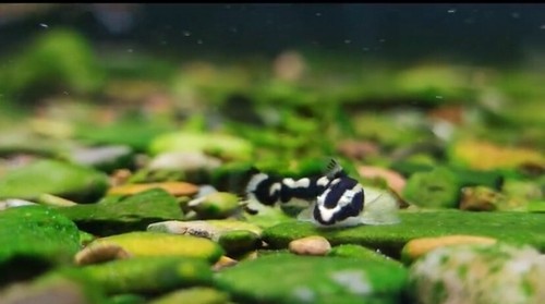 🥇Rare Limited🥇Live Freshwater Fish🥇Gold Line Panda Loach🥇Aquarium Fish ...