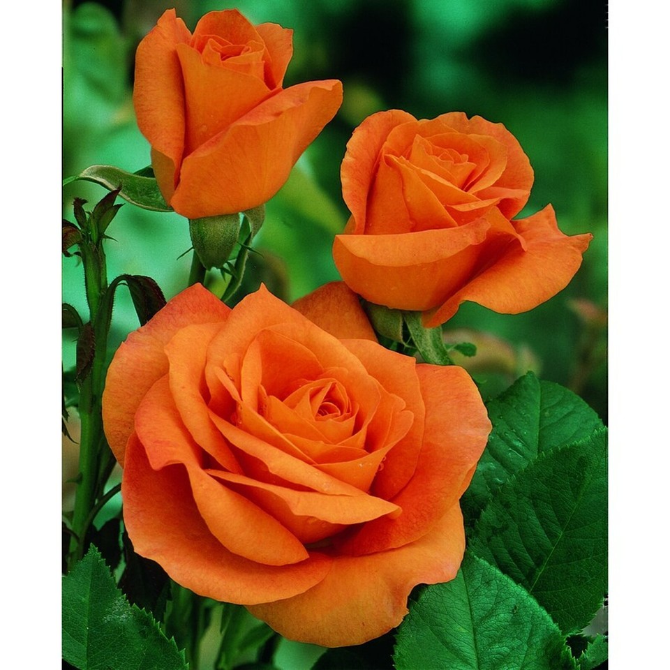 Rose Bush Orange Sensation - Floribunda Rose Bush For The Garden In 3 ...