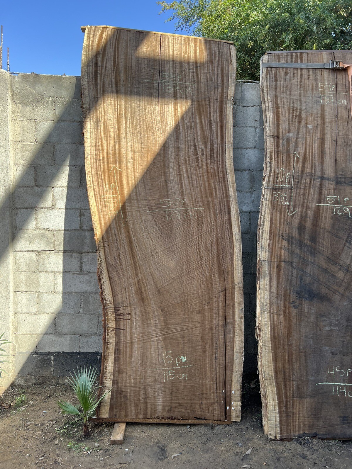 Live Edge Parota Wood Table Top | eBay