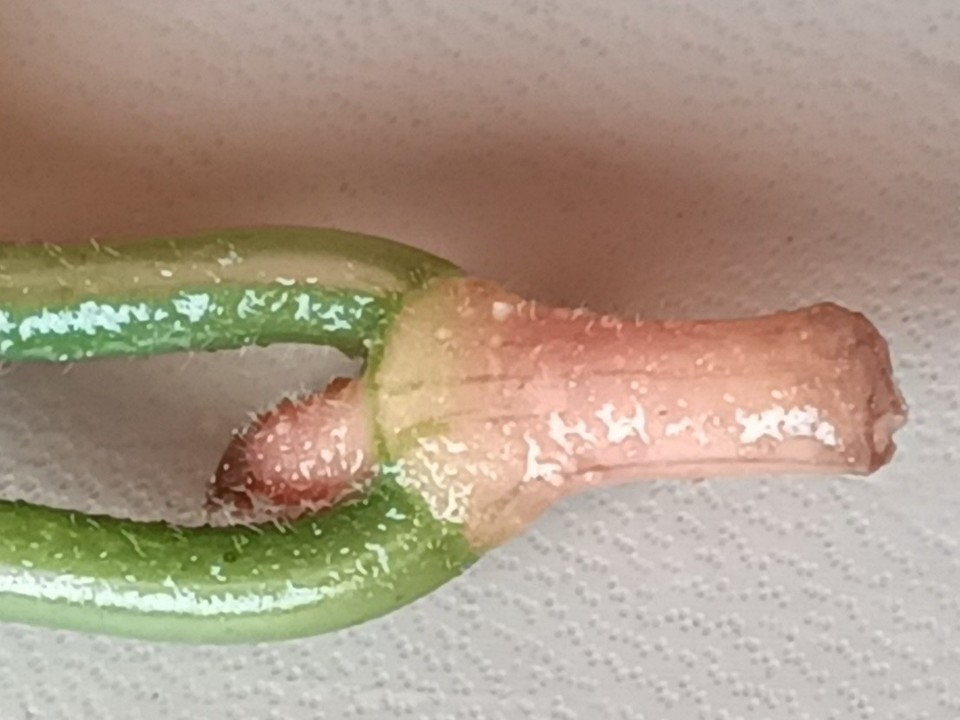 Rare Lovely Hoya Argentea Princess 2Leaf mid-cutting Unrooted🌱🍀 🌱🍀 | eBay UK