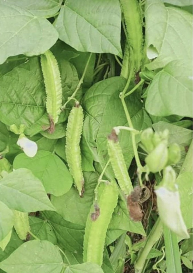 50+ SEEDS- Winged Bean | Asparagus Pea I Pallang I Four Angled Bean I ...