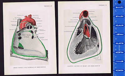 Sagittal Section of Heart & Pericardium - 1934 Medical Anatomy Prints ...