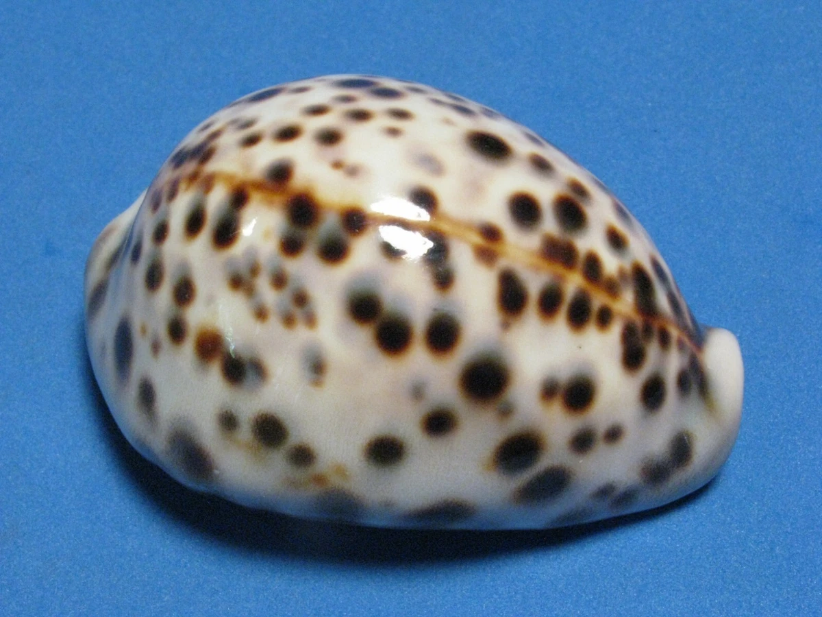 Cypraea Tigris