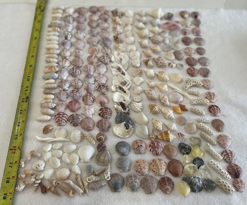 SHELLS SANIBEL MIX TYPE , COLOR, SMALLER SIZE LOT 240+ SEASHELL Crafts ...