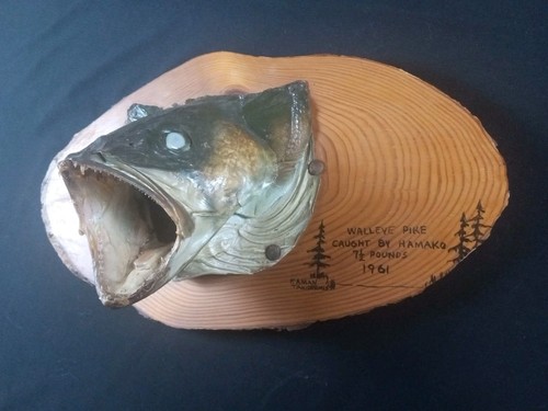 Vintage 1961 Walley Pike Fish Head Shoulder Wall Mount Taxidermy Glass ...