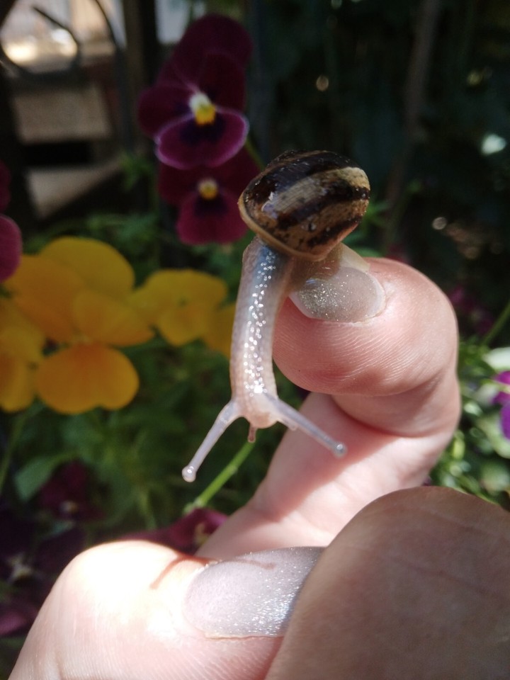 1 Sm LIVE Helix Aspersa Brown Land Garden Snails Pet | eBay