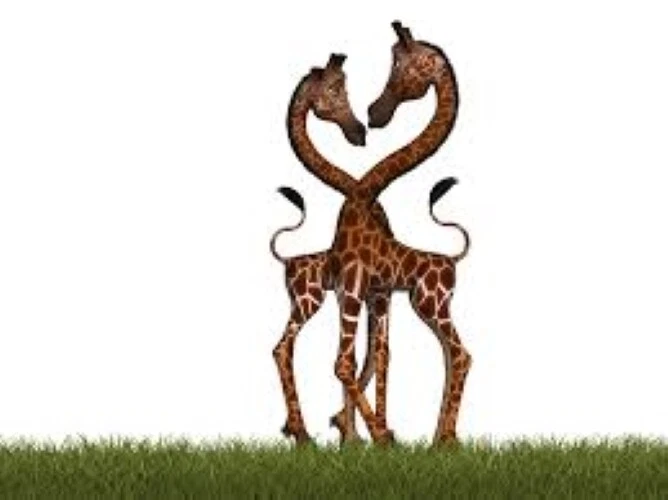 Two Giraffes Making A Heart With Their Necks