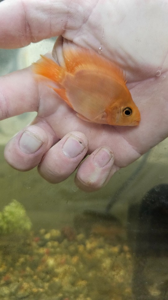 Midas Cichlid x King Kong Red Blood Parrot hybrid live fish. Red Devil ...