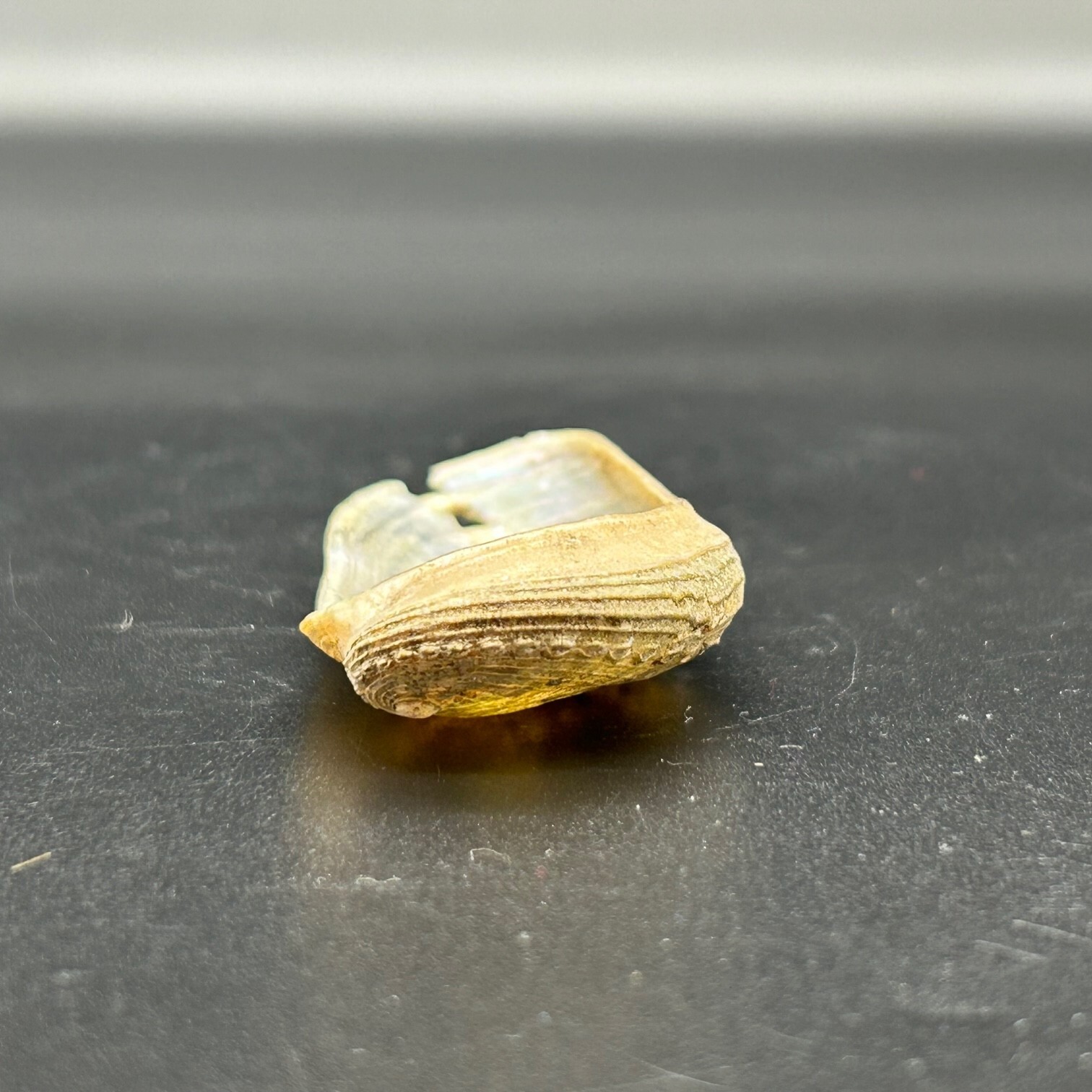 Donkey's Ear Abalone Sea Shell Haliotis Asinina Natural Display ...