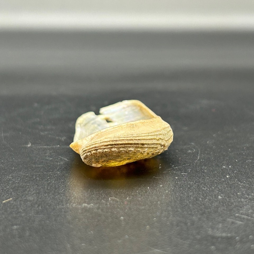 Donkey's Ear Abalone Sea Shell Haliotis Asinina Natural Display ...