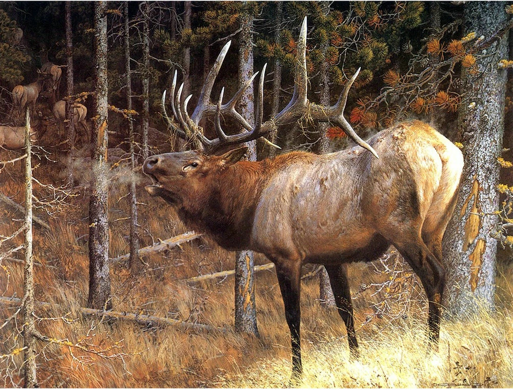 Elk Paintings Prints