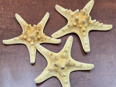 3 PCS BROWN TAN KNOBBY BUMPY STARFISH STAR SEA SHELL 4" - 4 1/2" #7416 ...