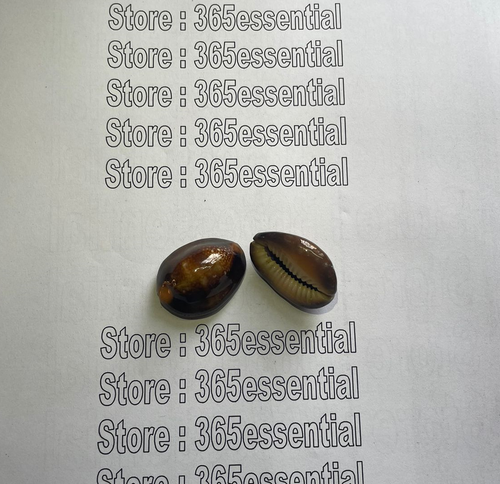 Rare Black Kauri / Kaudi / Kawdi / Shell DIWALI Lakshmi Puja Blessing 2 ...