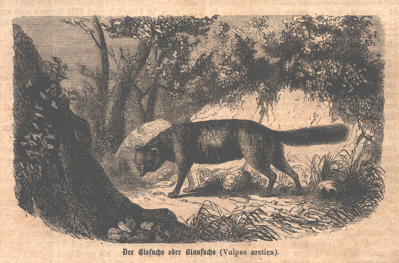 "Eisfuchs/Blaufuchs"Polarfuchs/Schneefuchs(Vulpes lagopus)Orig ...