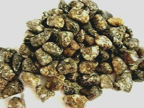 Turritella agate fossil agate tumble polished 1/4 pound lots | eBay