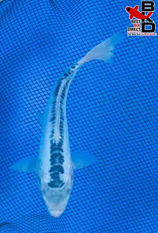 7" CAROLINA BLUE! SHUSUI Live Koi Fish Garden Pond 7/1 | eBay